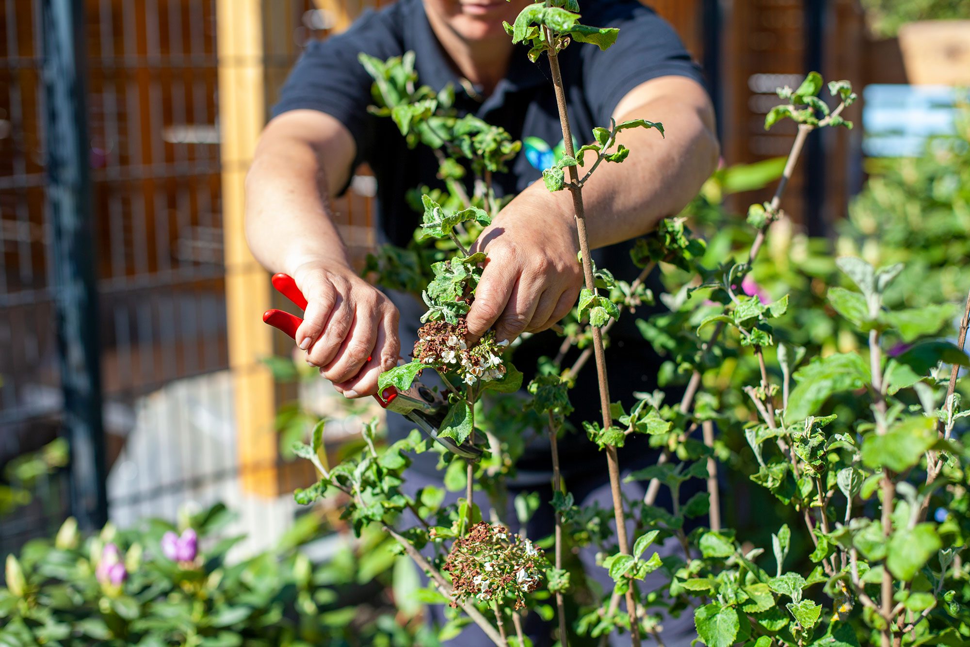 Baum-, Strauch- und Heckenschnitt - Berliner Gärten | Gartenbau für ...